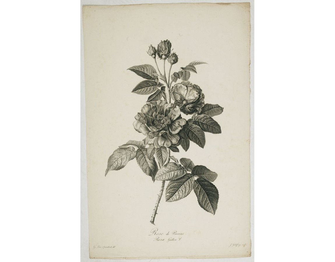 SPAENDONCK, G. van - Rose de Provins. Rosa Gallica. ; loeb-larocque.com