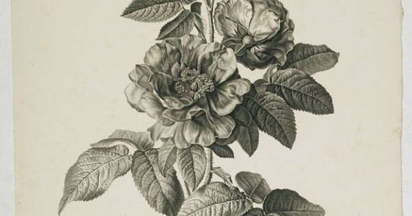SPAENDONCK, G. van - Rose de Provins. Rosa Gallica. ; loeb-larocque.com